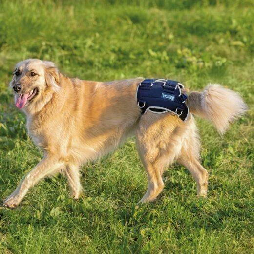 Orthopedic Dog Braces Archives - Alpha Mobility NEW ZEALAND - Dog / Pet ...